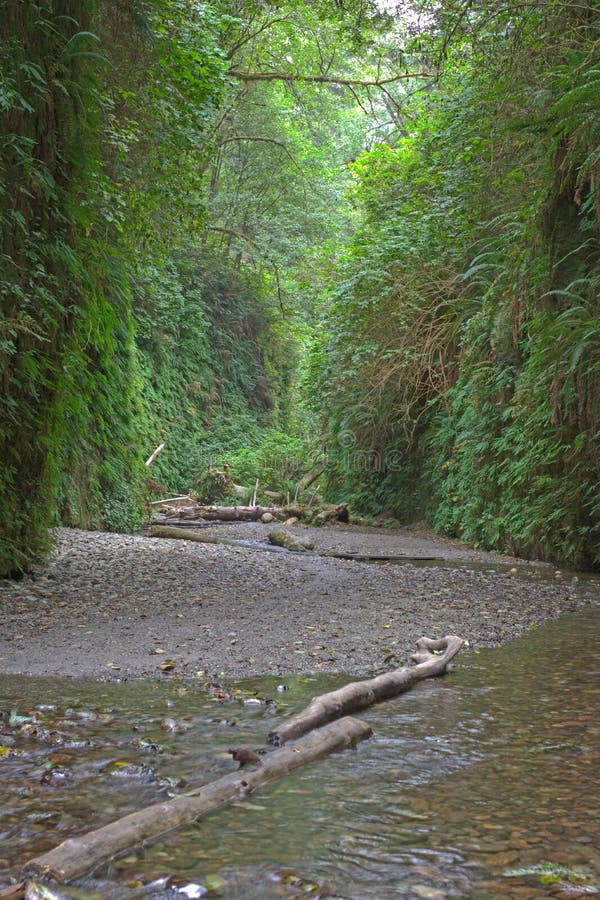 Fern Canyon stock photo. Image of fern, atop, blue, coast - 77788932