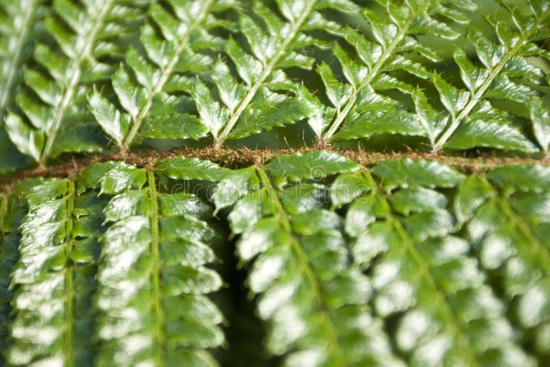 Fern Close-up stock photo. Image of jungle, nature, close - 13142104