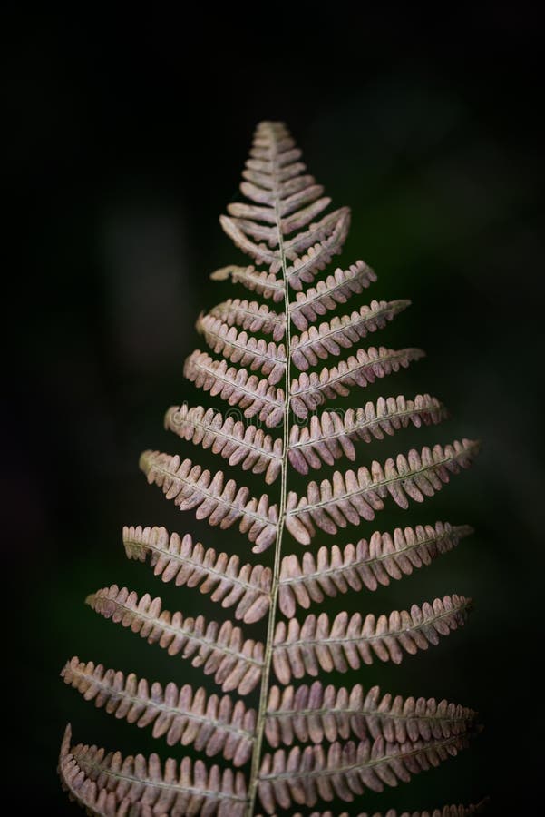 Fern Color stock photo. Image of bright, background, grey - 63853962