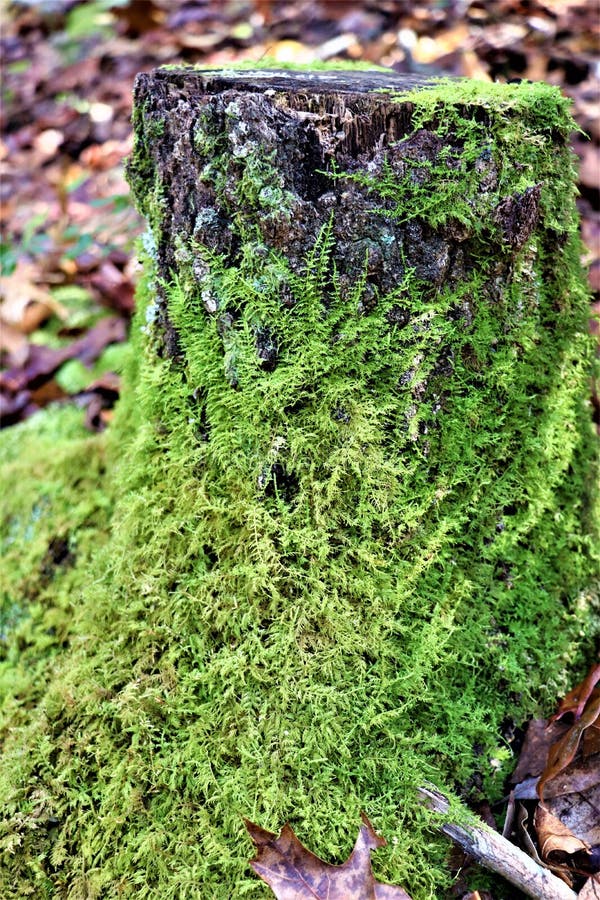 Fern-covered tree stump stock photo. Image of fern, orientation - 202033556