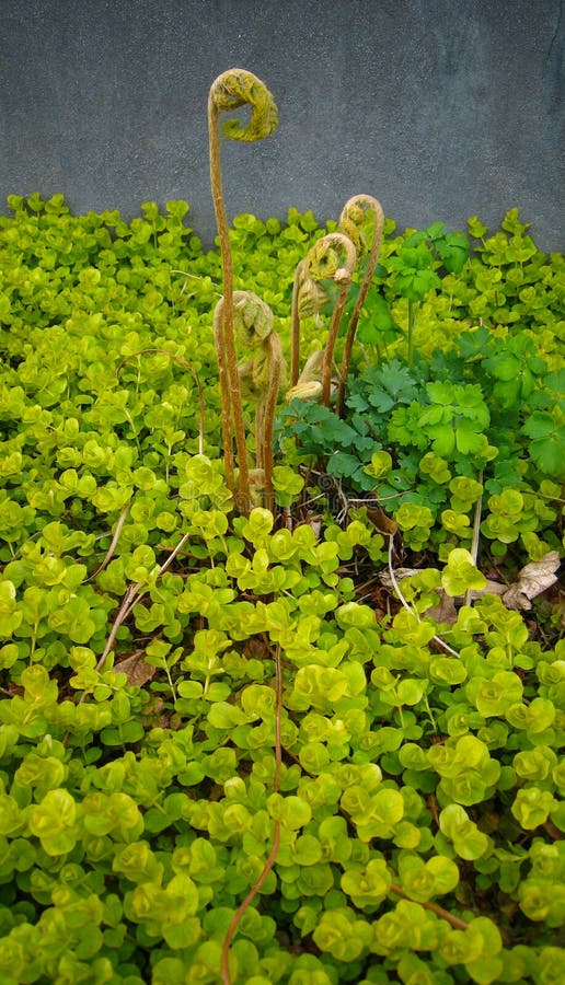 Fern among Creeping Jenny Plant De Germination Photo stock - Image du ...