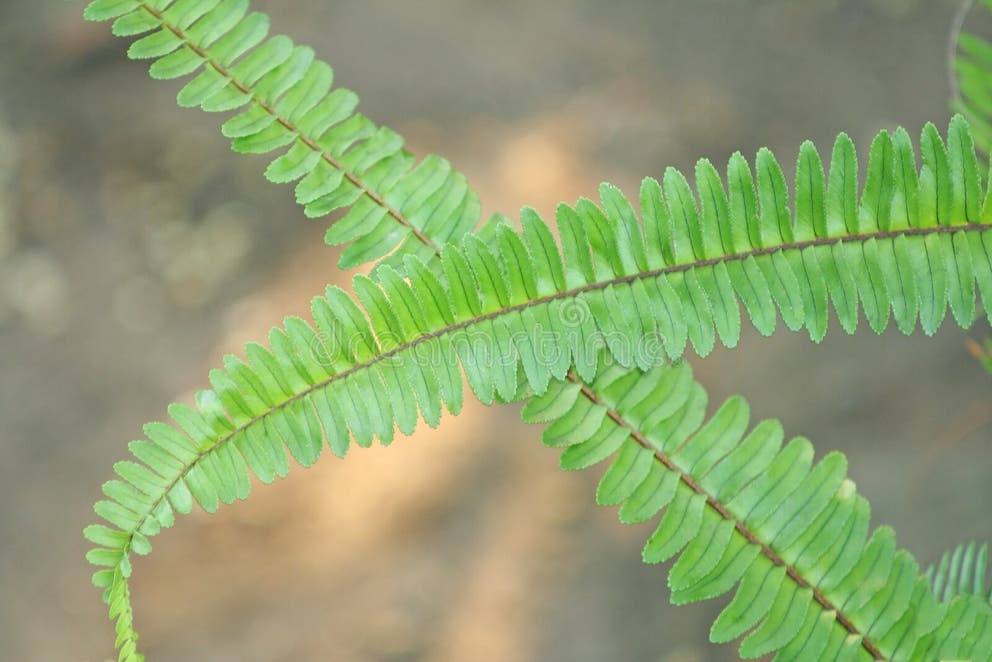 Fern cross pattern stock image. Image of fresh, botany - 134954813