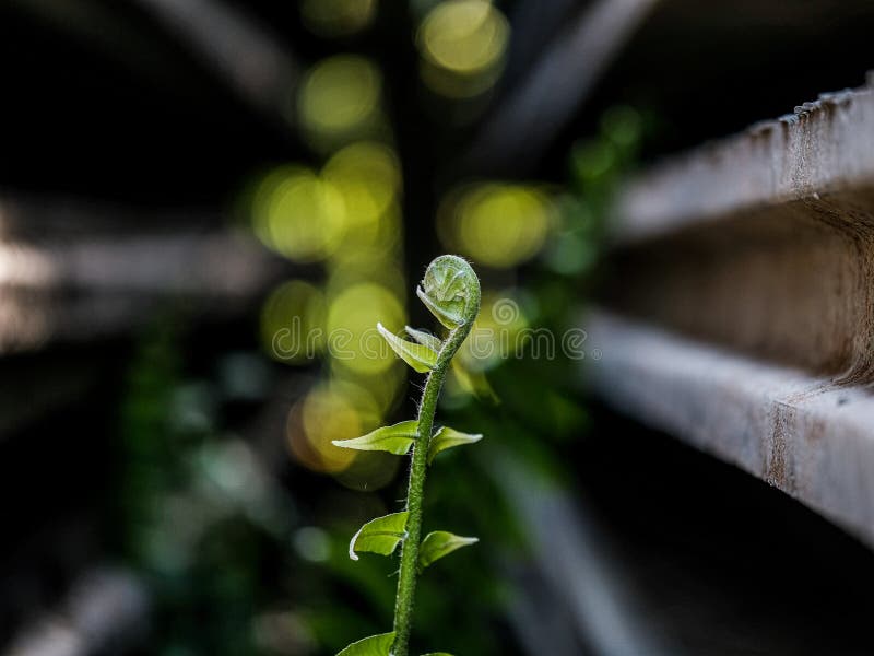 Fern dance plant stock photo. Image of dance, plant - 263776540