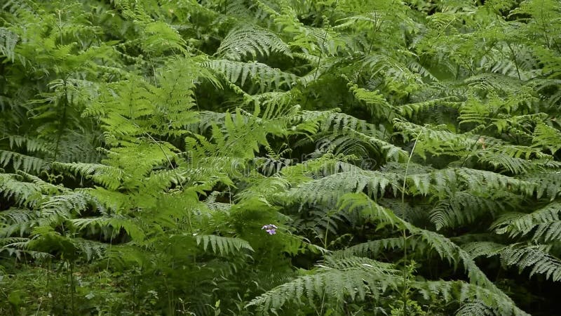 Fern Dancing with the Air. Lush Tropical Vegetation Stock Video - Video ...