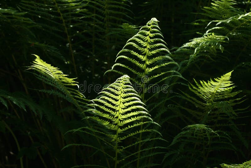 Fern on dark baground stock photo. Image of plant, bracke - 5557746