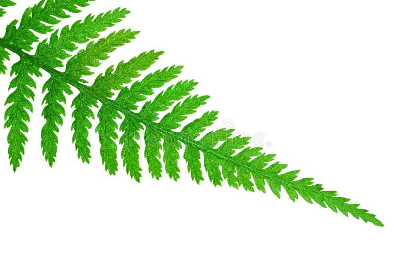 Fern detail isolated stock photo. Image of nature, decorative - 33373230
