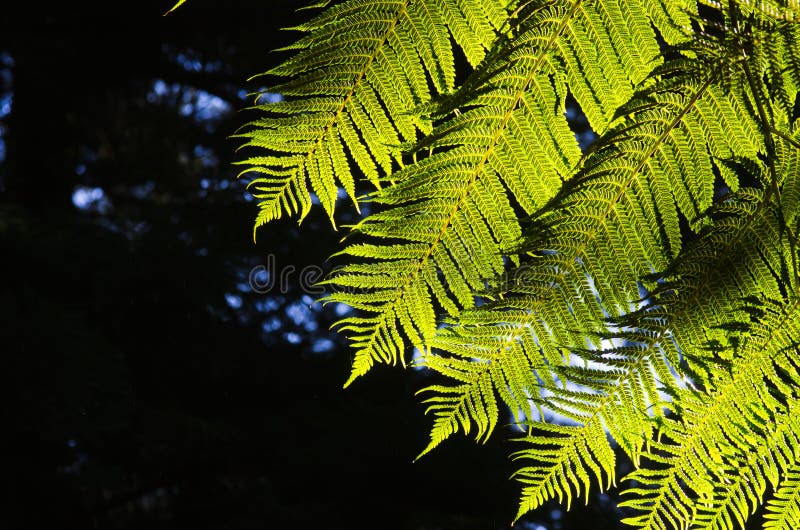 Fern stock photo. Image of branches, deciduous, sunlight - 32812272