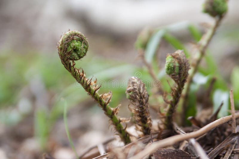 Fern details stock image. Image of growth, tender, shoot - 54226201