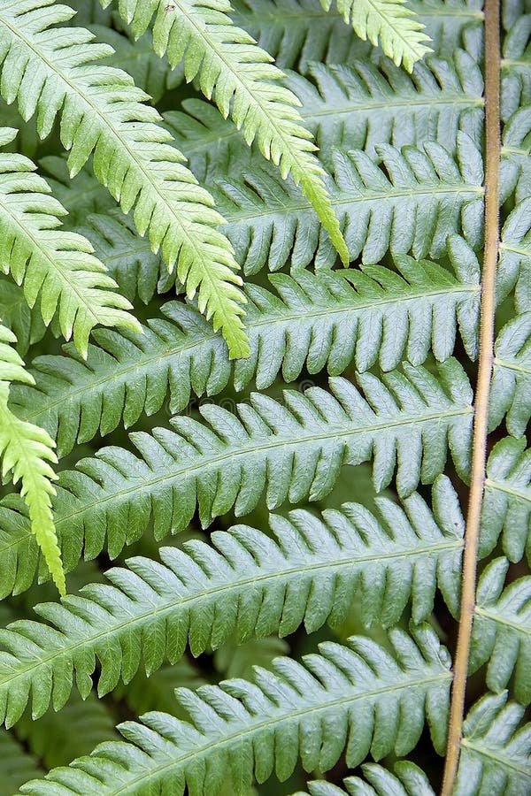 Frond and Fern Branches Closeup Stock Photo - Image of background ...