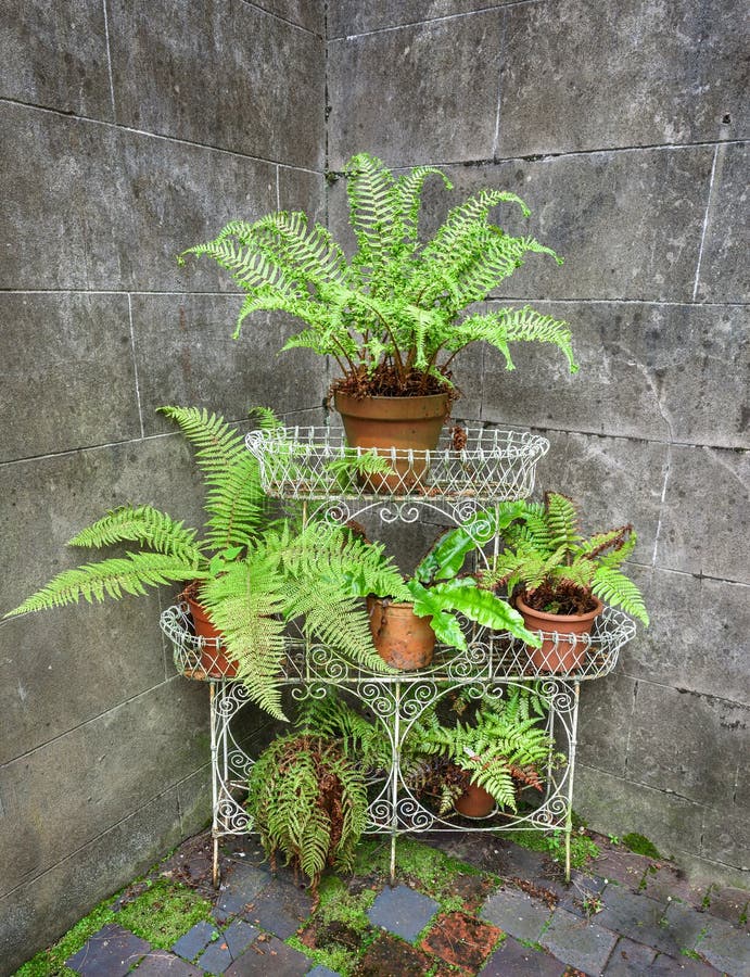 269 Fern Corner Frame Stock Photos - Free & Royalty-Free Stock Photos ...