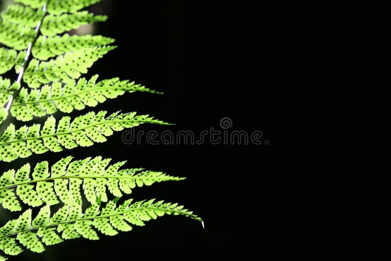 Fern with dots. stock photo. Image of nature, detail, grow - 908586