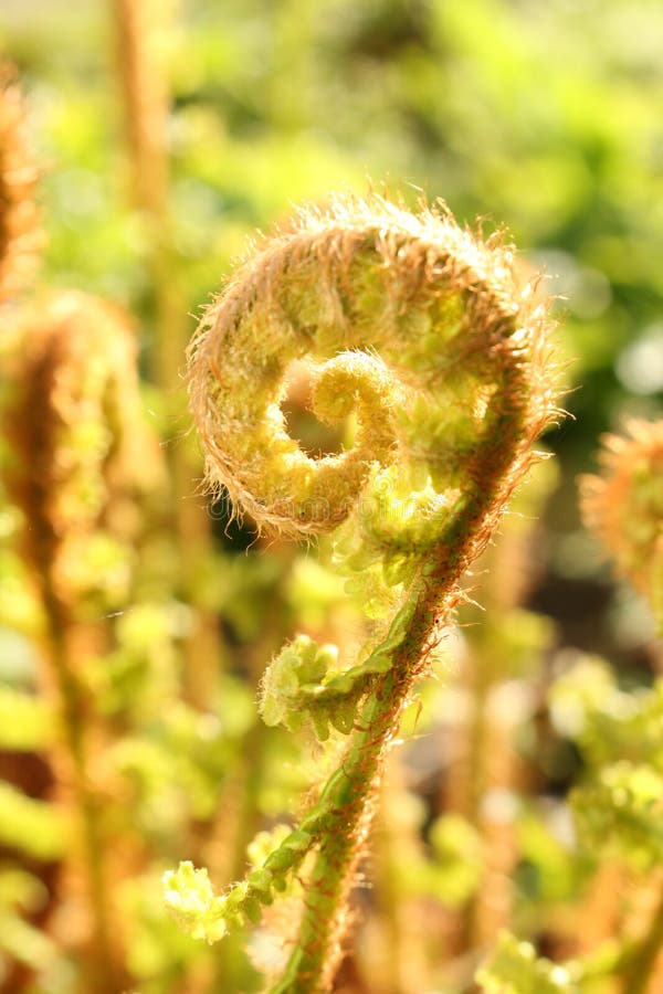 Fern coil stock image. Image of bush, frond, tararuas - 16172025