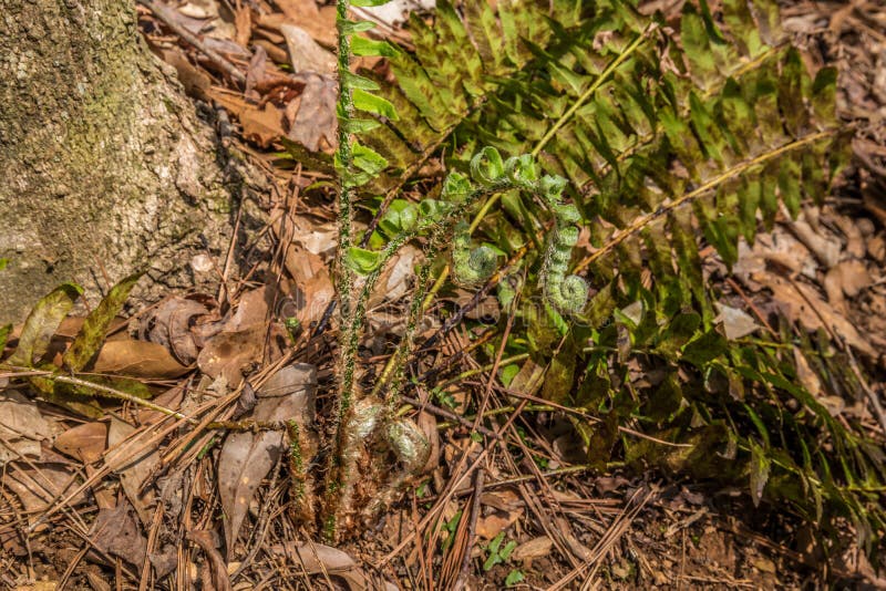 Fern emerging in spring stock photo. Image of ecology - 176697560