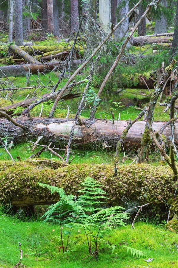 Fern and Fallen Trees in an Old-growth Forest Stock Image - Image of ...