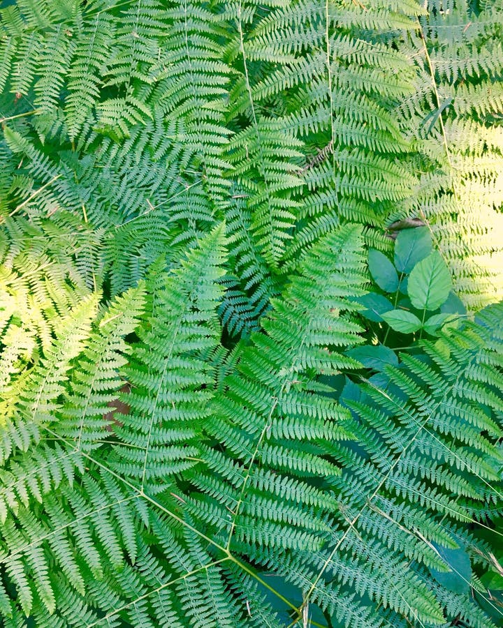 Fern family stock image. Image of recreation, tropical - 98109103