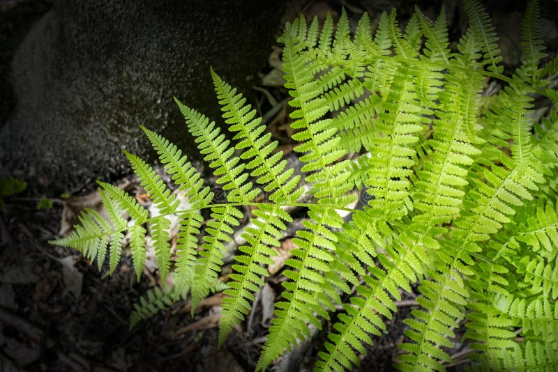 Fern stock photo. Image of natural, park, serene, scenery - 72378996