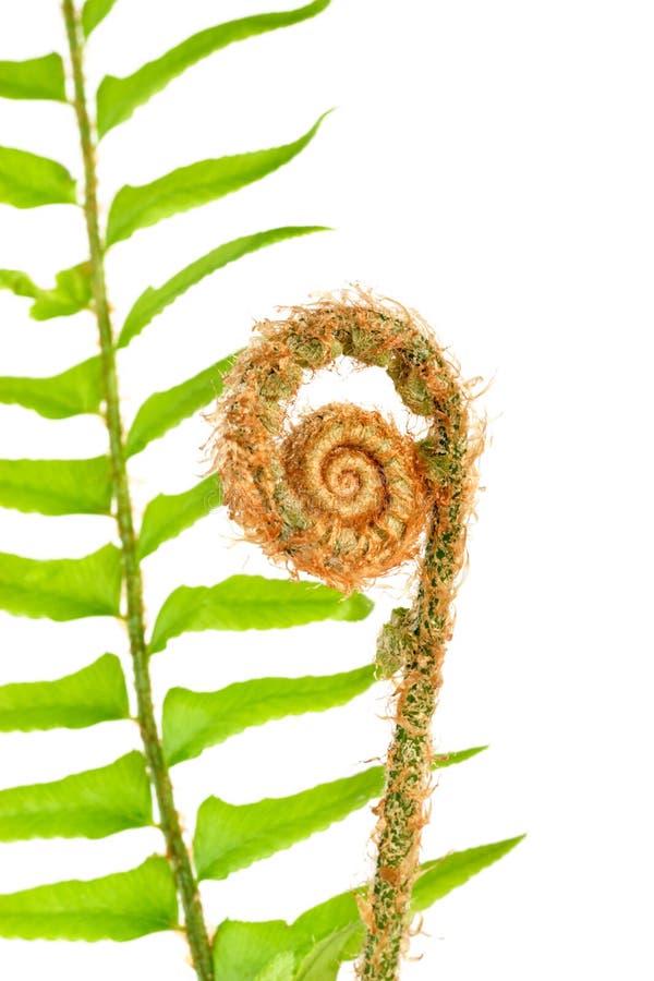 Fern unfurling stock image. Image of fern, patten, furling - 115829219