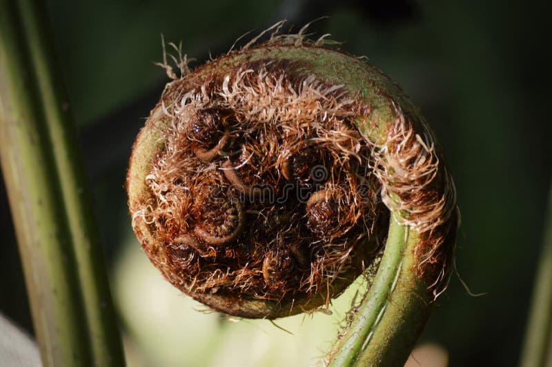 Fern Fiddlehead stock image. Image of center, edge, close - 84925677