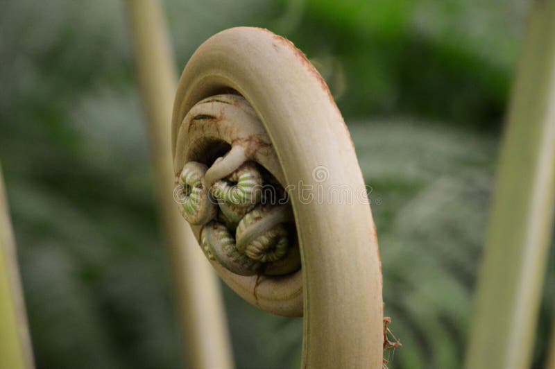 Fern Fiddlehead stock photo. Image of healthy, cute, detail - 84927308