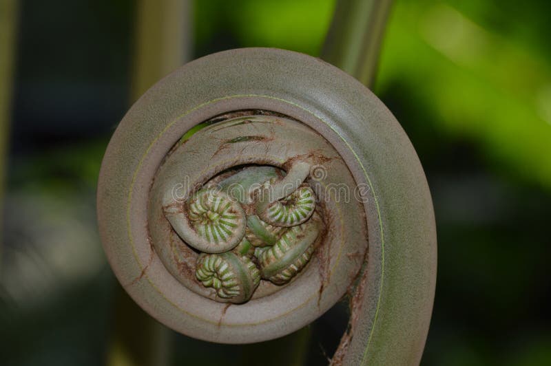 Fern Fiddlehead stock image. Image of deep, blooming - 84930145