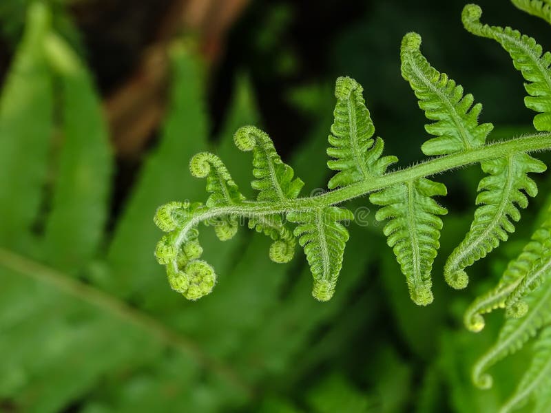 Unfurling Fern fiddlehead stock photo. Image of cloud - 26541112
