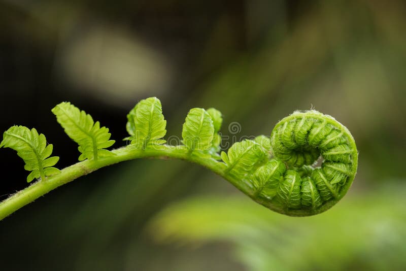 2,205 Fiddlehead Stock Photos - Free & Royalty-Free Stock Photos from ...
