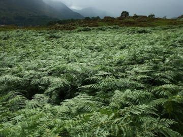 Fern Field stock image. Image of landscape, caledonian - 13416803