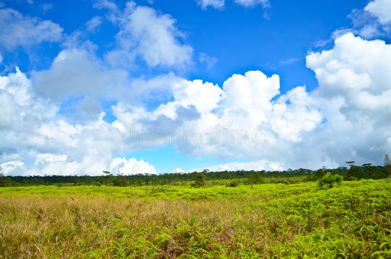 Fern field stock photo. Image of nature, trees, outdoor - 32012192