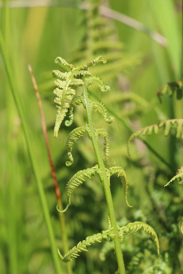 Fern in a field stock photo. Image of foliage, plant - 117335930