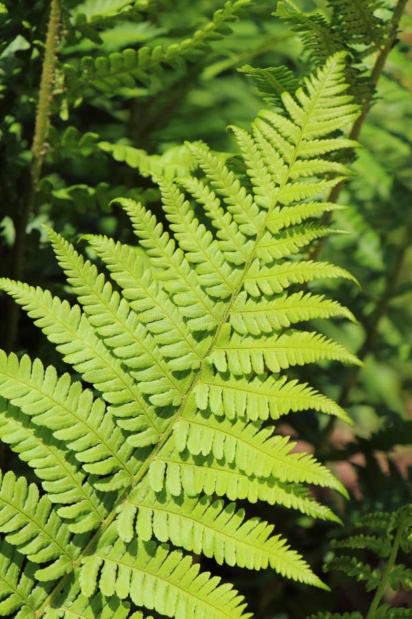 Fern in a field stock image. Image of green, outdoors - 147319747