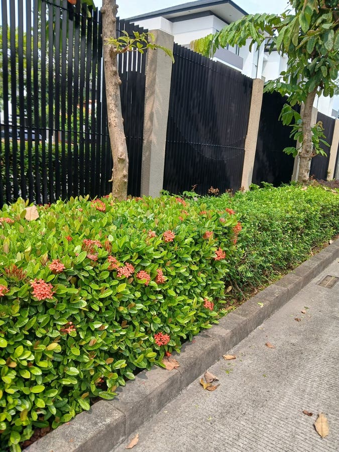 Fern Flower Around the Complex Road Stock Image - Image of backyard ...