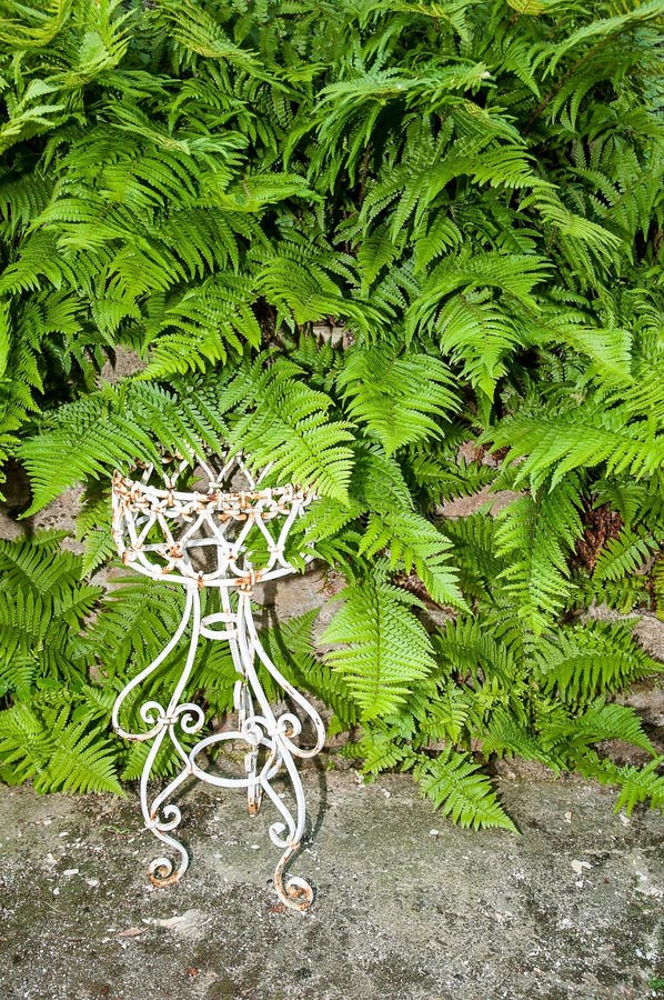 Fern and flower stand stock image. Image of leaf, detail - 44791777