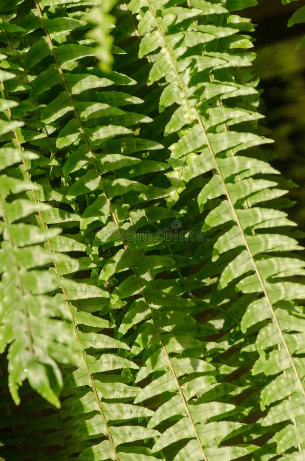 Fern foliage close up stock image. Image of wild, branch - 164193703