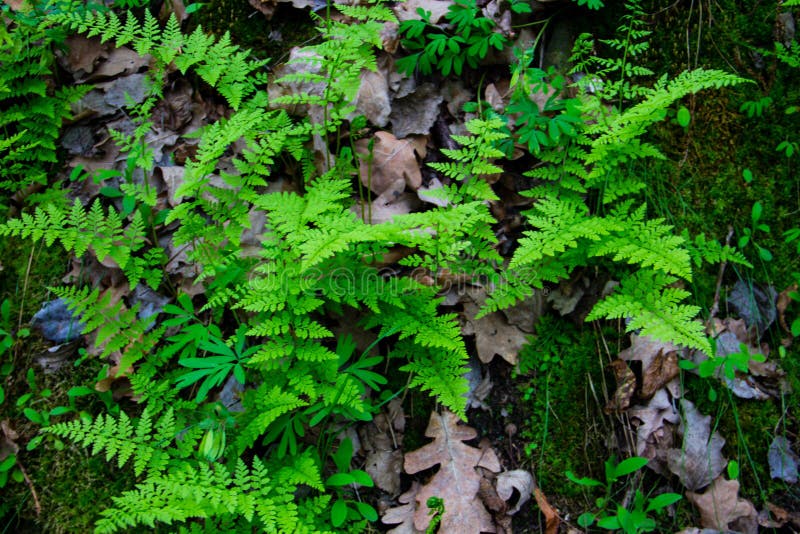 Fern in forest stock photo. Image of ecosystem, jungle - 238406740