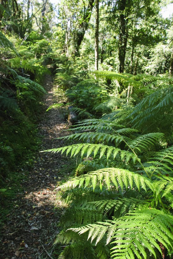 Fern in the Forest Along the Trail Stock Image - Image of green, sheets ...