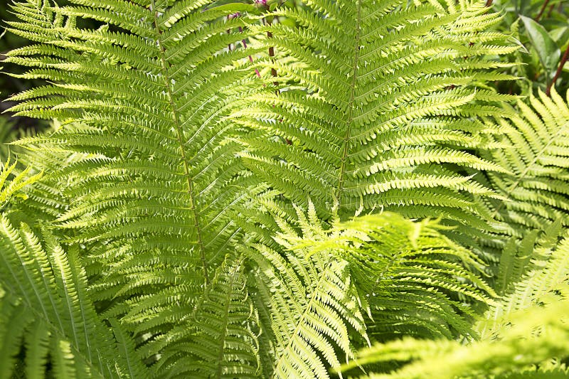 Fern Forest, Beautiful Background Stock Image - Image of fern ...