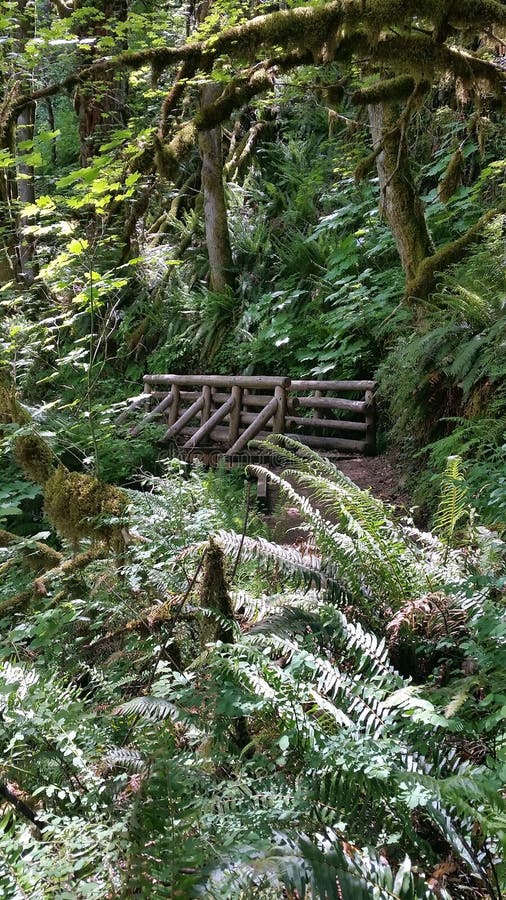 Fern forest stock photo. Image of bridge, wooden, lush - 83289010