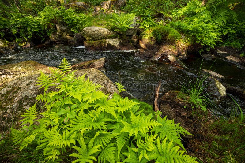 Fern in the Forest Creek Landscape Stock Image - Image of river, still ...