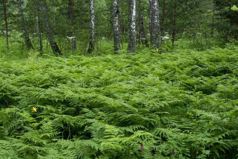 Fern in the forest stock image. Image of forest, spring - 189047591
