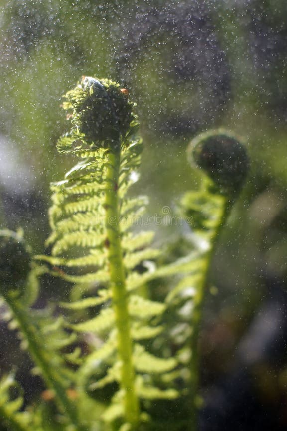 Fern in the Forest in Drizzle Drops Stock Photo - Image of plant ...
