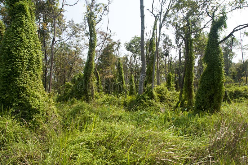 Fern Forest stock image. Image of nature, natural, cloud - 67929479