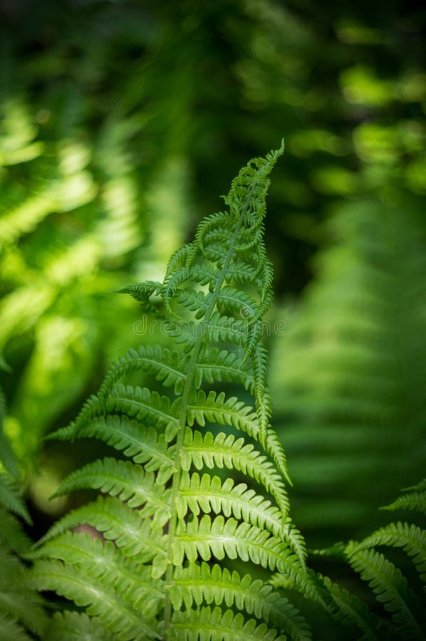Fern in the forest stock photo. Image of blurry, background - 71953394