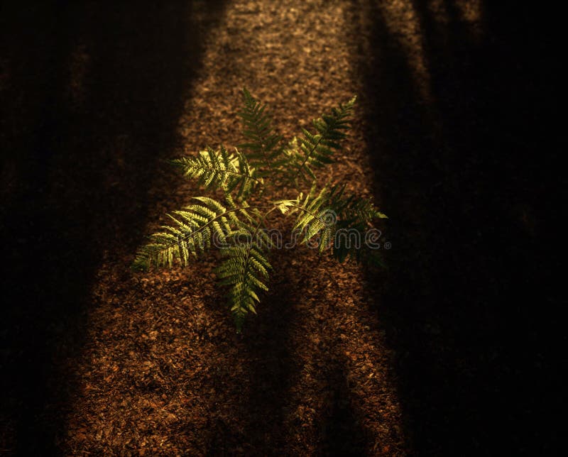 Fern on Forest Ground Covered in Fallen Leaves. Stock Photo - Image of ...