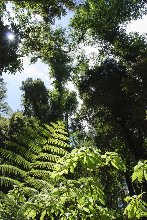 Fern in the forest stock photo. Image of nature, trees - 30713772