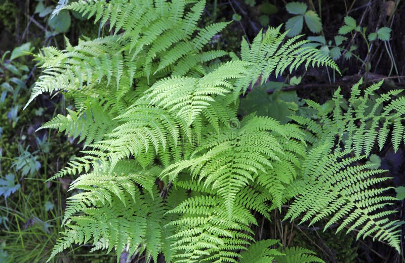 Fern in the Forest on the Mountain Slope. Stock Photo - Image of summer ...
