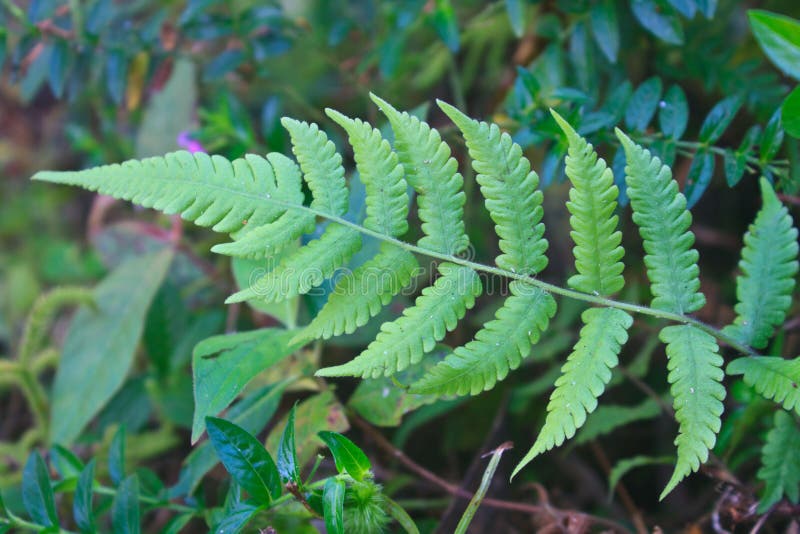 Pterydophyta Psilopsida Ferns Stock Image - Image of engraved, branch ...