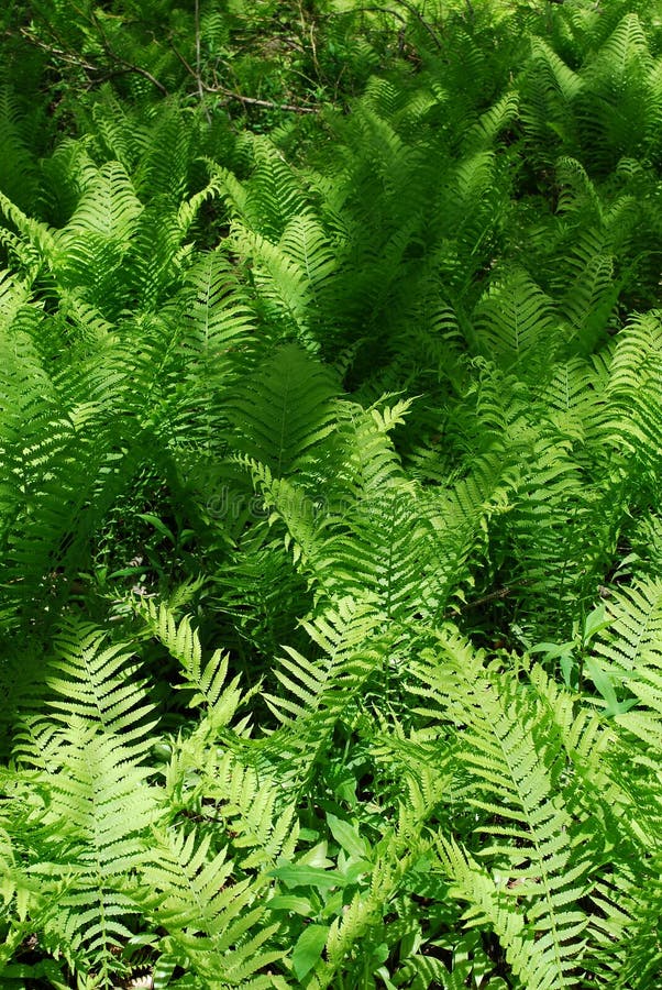 Fern in forest stock photo. Image of leaves, nature, environment - 64458468