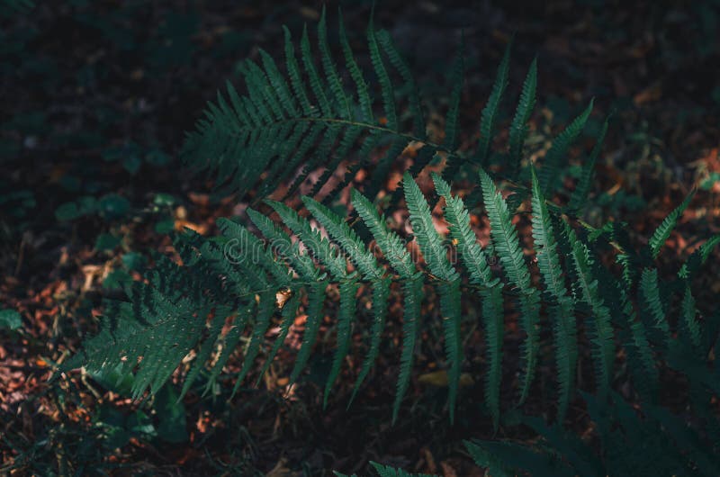 Fern in Forest. Texture of Green Fern Leaves, High Quality Clear Macro ...