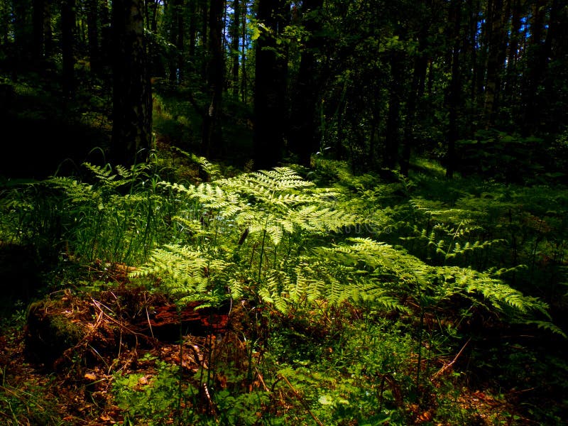 The Fern stock photo. Image of forest, fern, beauty - 221575510