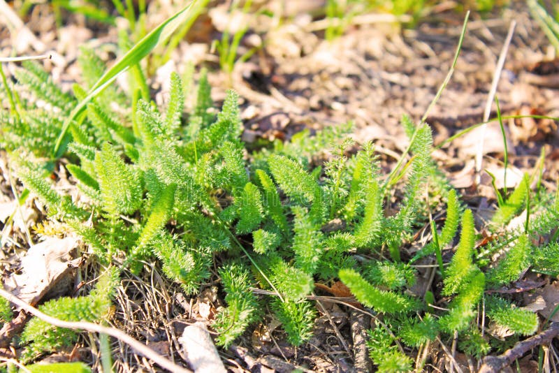 Fern, forrest grass stock image. Image of forrest, soil - 184213101